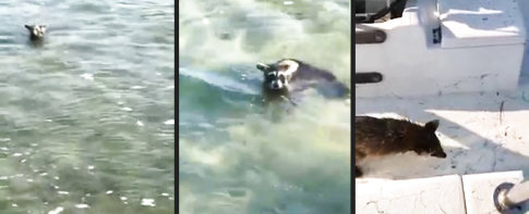 Lustige Videos, lustige Bilder, GIFs, Picdumps und funny Vines